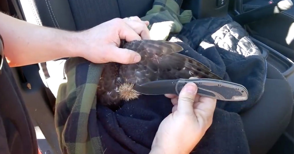 Knives Save Lives: Raptor Edition | Knife Depot Blog
